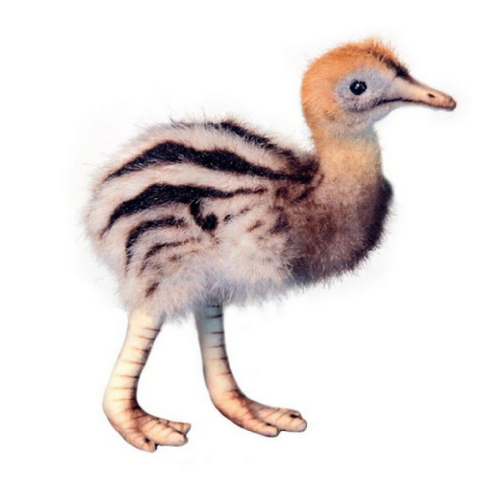 Baby Cassowary by Hansa – Leura Cabinet of Curiosities
